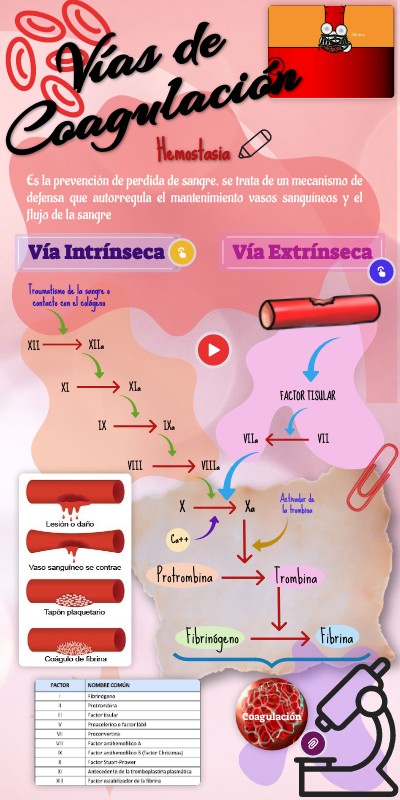 Vías de coagulación