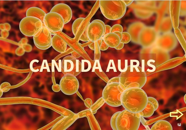 CANDIDA AURIS