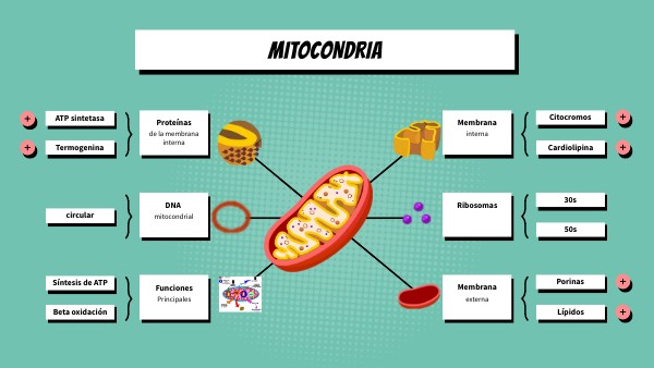 Mitocondria
