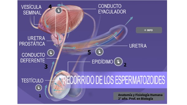 formación de espermatozoides