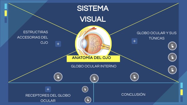 ANATOMIA DEL SISTEMA VISUAL