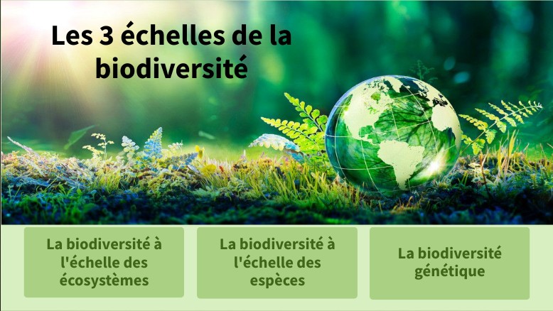 Les 3 échelles de la biodiversité