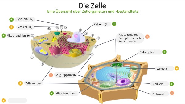 GG31__Die Zelle - Übersicht
