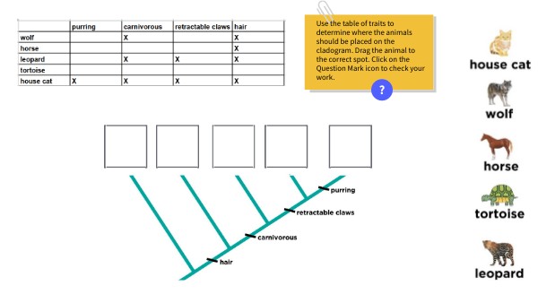 Cladogram Practice