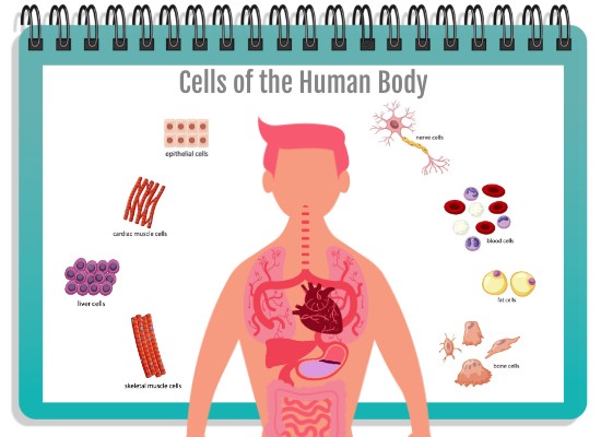 *Cells in the Human Body