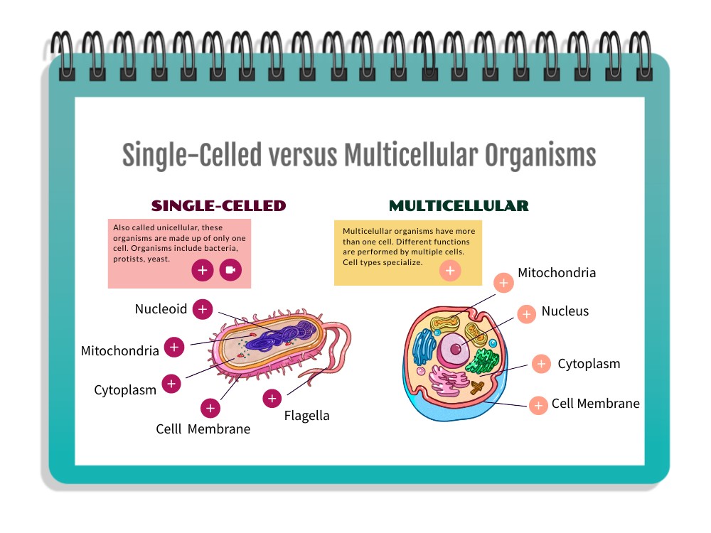 Single-celled vs Multicellular