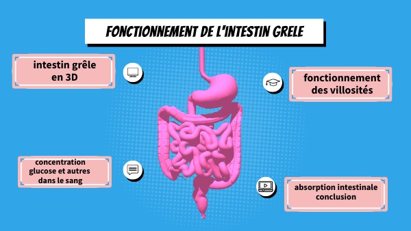 fonctionnement de l'intestin grêle