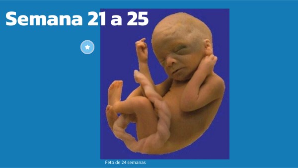 Periodo fetal semana 21 a 25