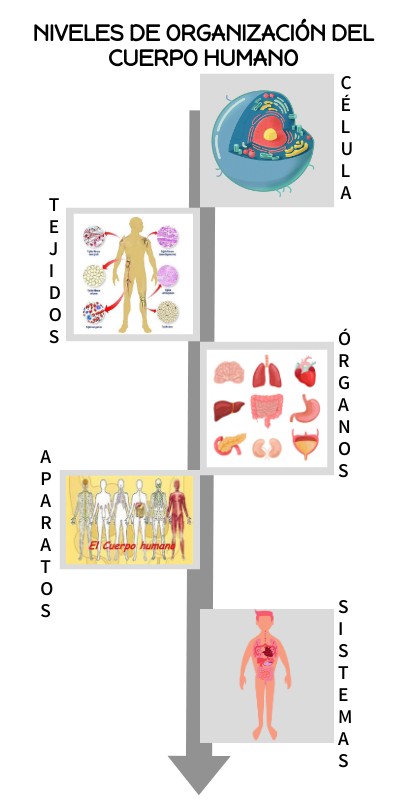 Niveles de organización del cuerpo humano