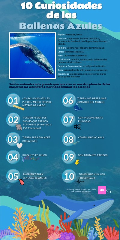 Infografía 10 Curiosidades de las Ballenas Azules