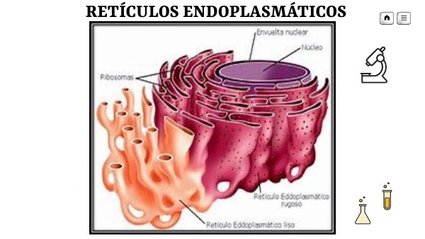 Dibujo Del Retículo Endoplásmico Liso