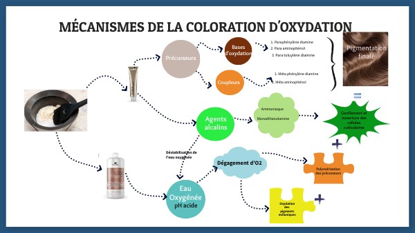 Mécanisme coloration d'oxydation