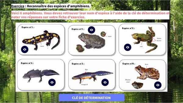 Les amphibiens