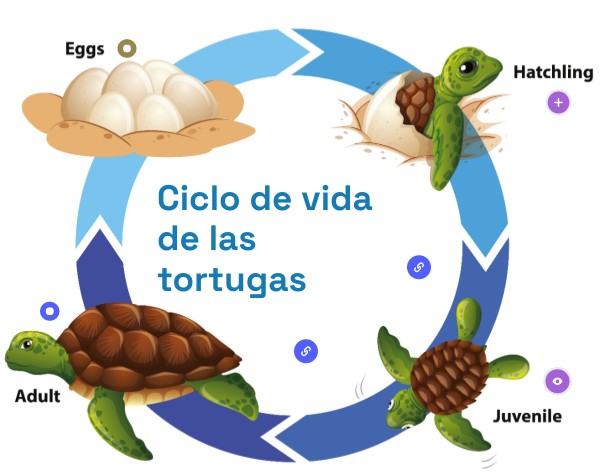 Ciclo de vida de las tortugas