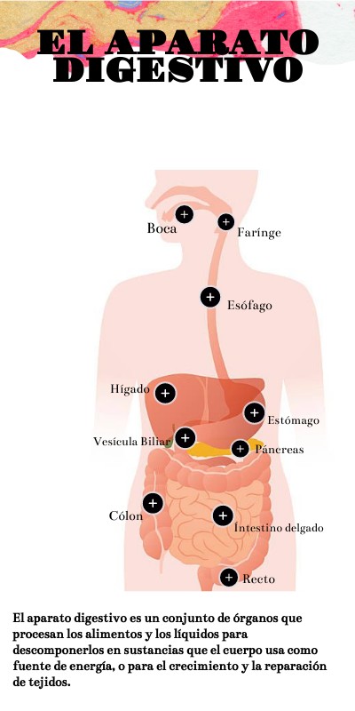 El aparato digestivo