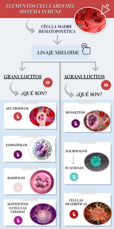 Células y moléculas del sistema inmune