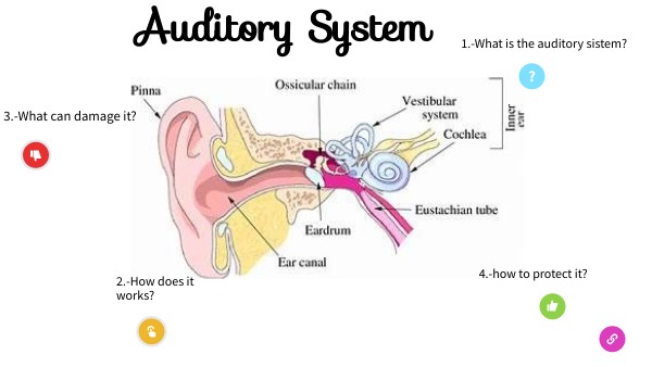 Auditory system
