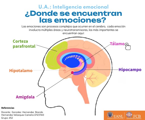 Partes Del Cerebro Y Las Emociones