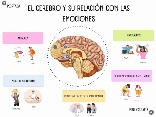 Áreas del cerebro implicadas en las emociones