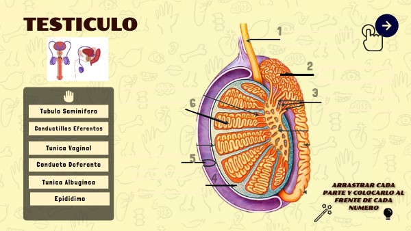 Anatomia del testiculo