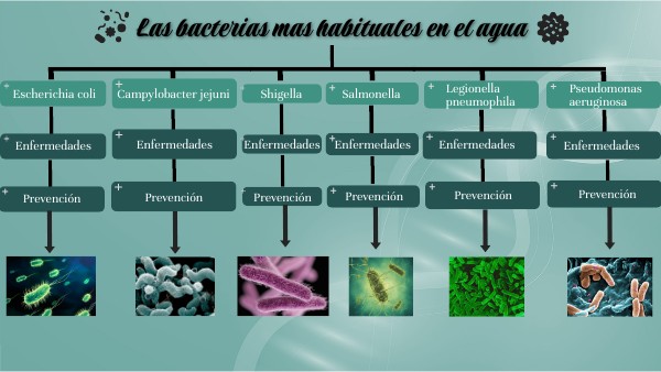 Bacterias más habituales en el agua