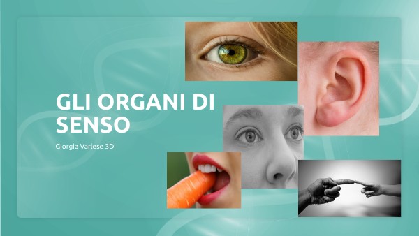 gli organi di senso