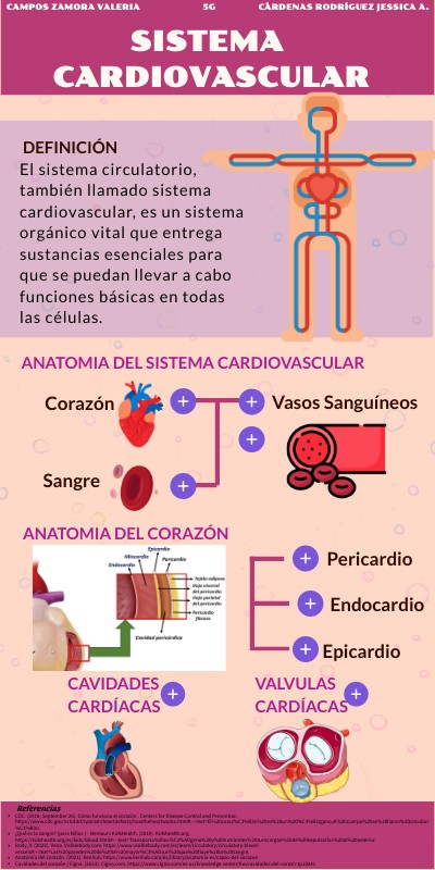 Sistema cardiovascular- Infografía