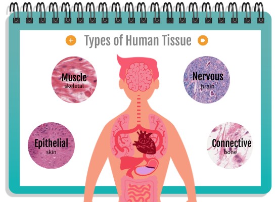 *Types of Human Tissue