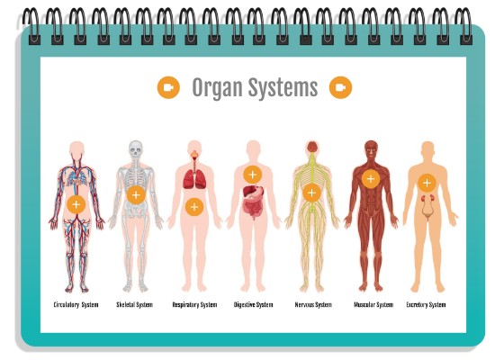 *Organ Systems