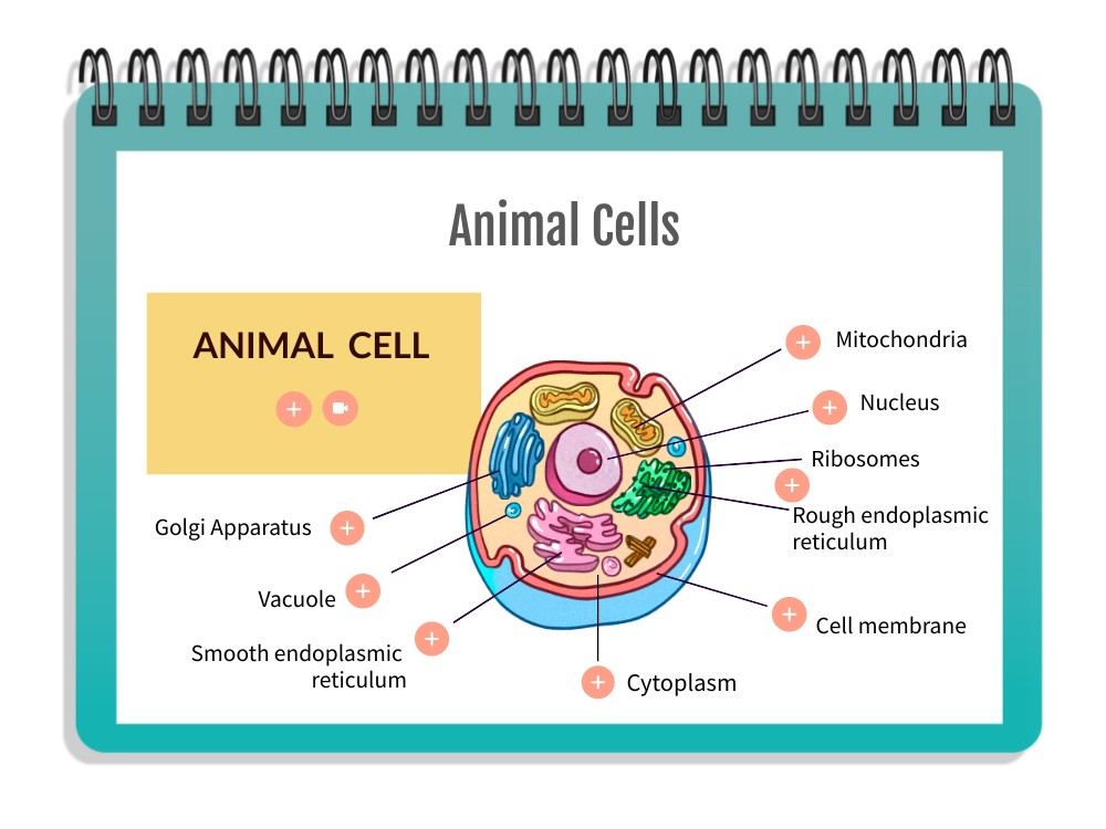 *Animal Cells