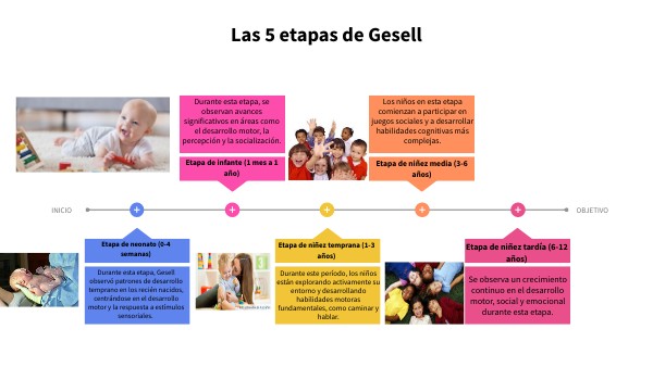 Las 5 etapas de Gesell