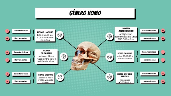 GÉNERO HOMO