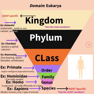 Taxonomy Pyramid