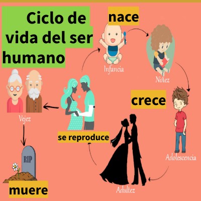 ciclo de vida del ser humano