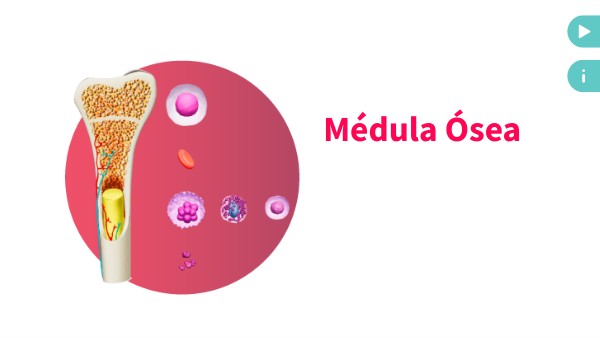 Póster interactivo médula