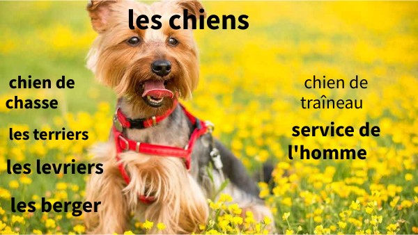 les chiens