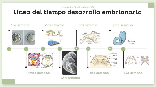 Línea del tiempo desarrollo embrionario