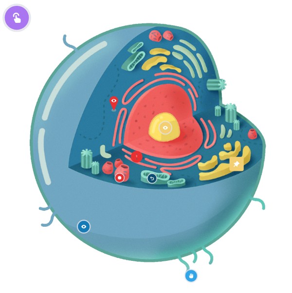 Imagen interactiva de la Célula