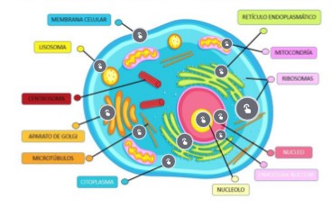 Imagen interactiva clula eucariota animal