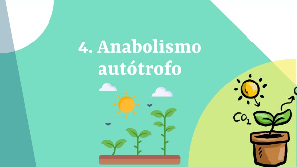 Anabolismo autótrofo 2ºBACH