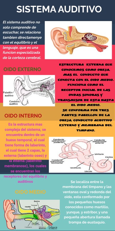 sistema auditivo