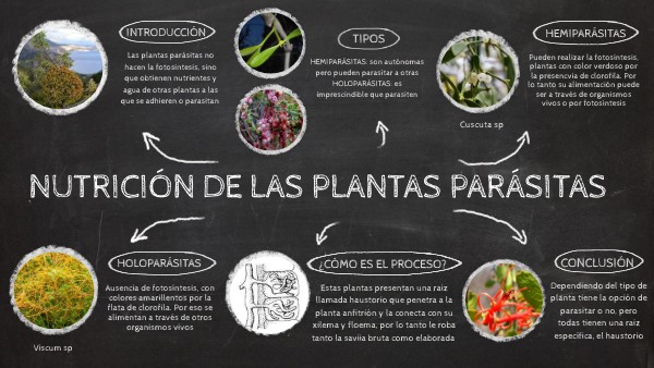Plantas Parasitas Ejemplos : Plantas epífitas: qué son, tipos y ...