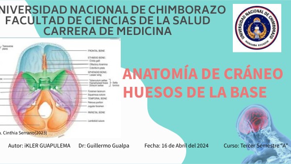 Huesos Del Craneo