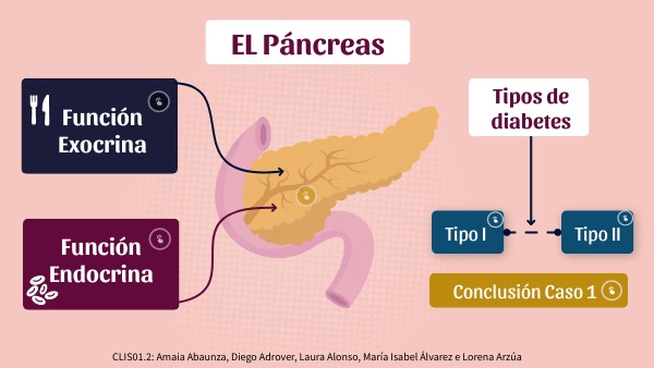 Función exocrina y endocrina del páncreas