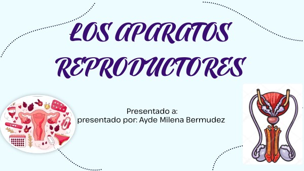 Anatomia Del Aparato Reproductor Femenino